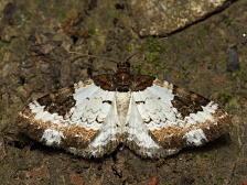 Píďalka doubravní - Melanthia procellata (zubočárník plotní)